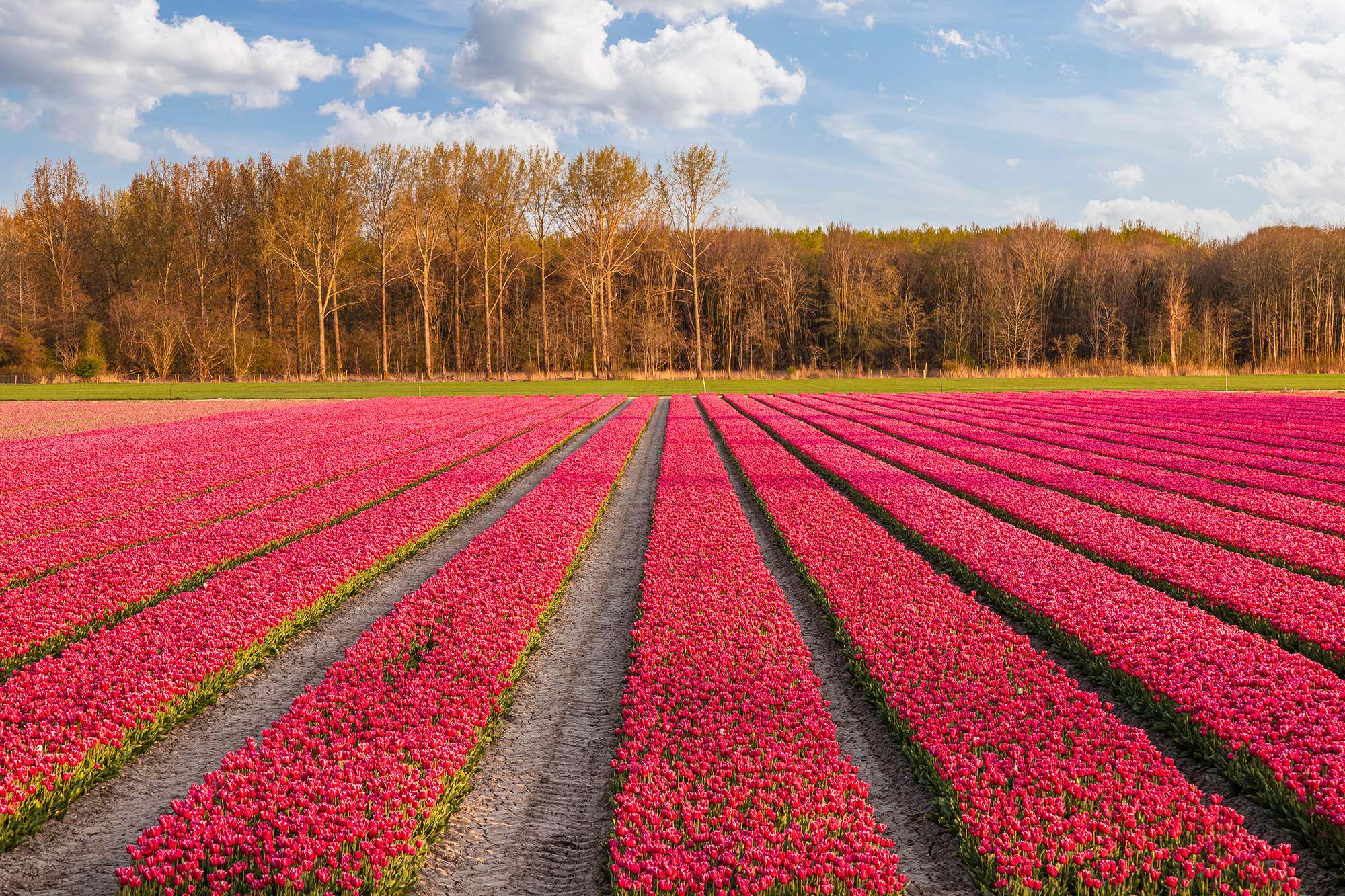 Seis lugares con más flores en los Países Bajos. - TENS Holanda